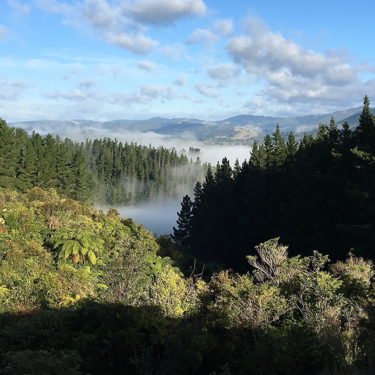 Pest Free Mount Marua • Predator Free Hutt Valley